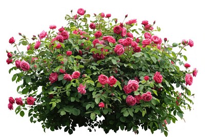 PNG Vibrant blooming pink rose | Premium PNG - rawpixel