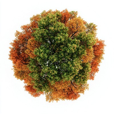 Vibrant autumn tree foliage top | Free Photo - rawpixel