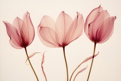 Real Pressed Tulips flower petal | Premium Photo - rawpixel