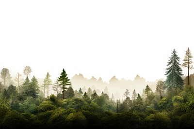 Forest landscape outdoors woodland. | Premium Photo - rawpixel