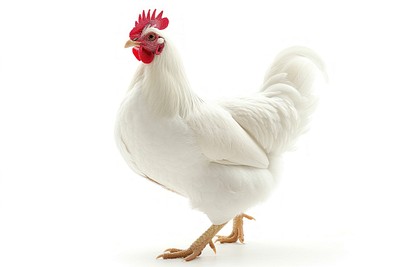 PNG Single white chook hen | Premium PNG - rawpixel