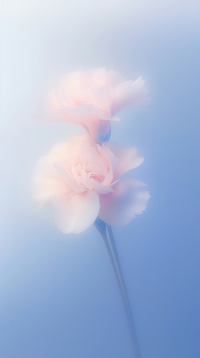 Blurred gradient pink Carnations carnation | Premium Photo Illustration ...