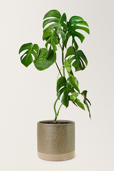 Monstera plant ceramic pot | Free Photo - rawpixel