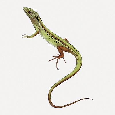 Green lizard sticker, vintage animal | Premium Vector Illustration ...