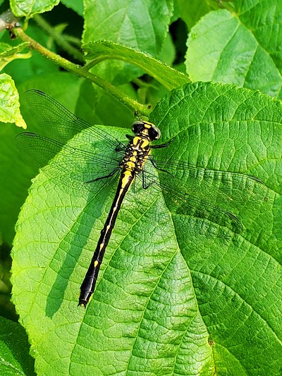 Midland clubtail dragonfly. Original public | Free Photo - rawpixel
