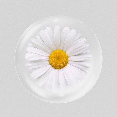 White daisy flower bubble, Spring | Free Photo - rawpixel