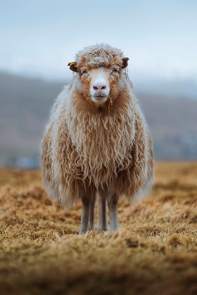 Faroe sheep Faroe Islands | Free Photo - rawpixel