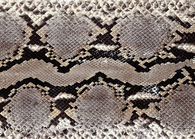 Free snake image, public domain | Free Photo - rawpixel