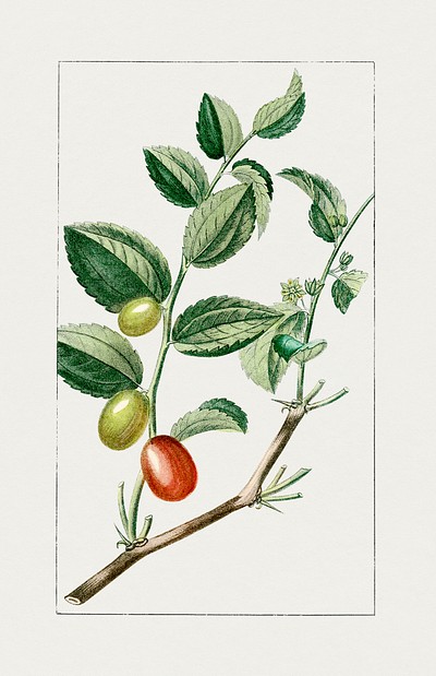 Hand drawn jujube. Original Biodiversity | Free Photo Illustration ...