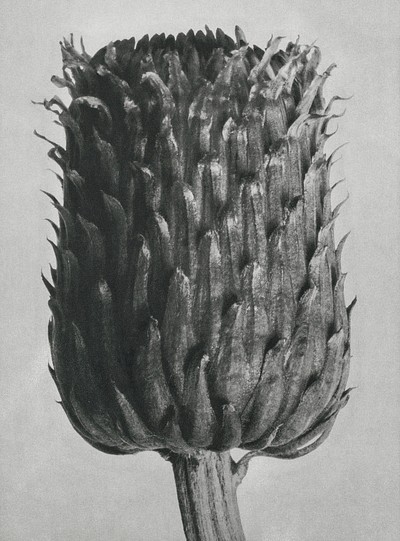 Cirsium Canum (Thistle) Flower Head | Premium Photo - rawpixel