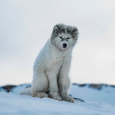 Cute Greenland sled dog puppy | Free Photo - rawpixel