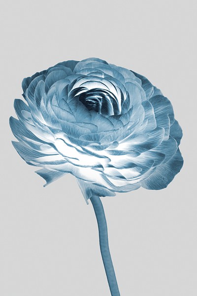 Negative effect ranunculus flower | Premium PSD - rawpixel
