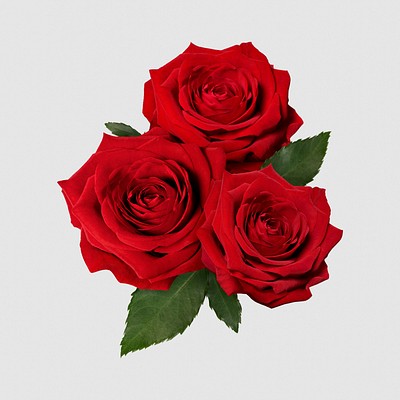 Red roses, collage element psd | Premium PSD - rawpixel
