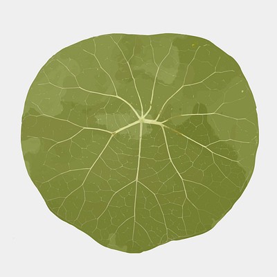 Plant leaf element vector Stephania | Free Vector - rawpixel
