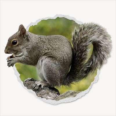 Squirrel ripped paper badge, cute | Free Photo - rawpixel