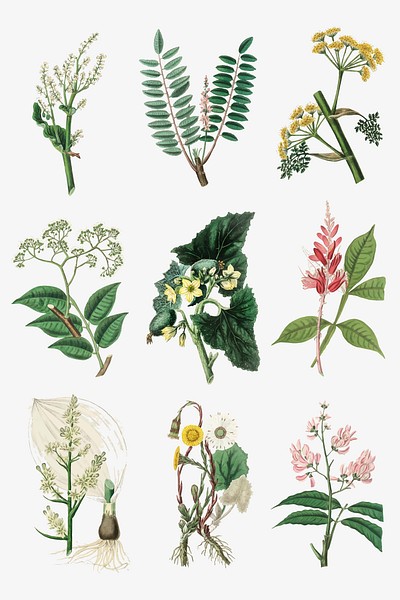 Colorful botanical flowers png pack | Premium PNG - rawpixel