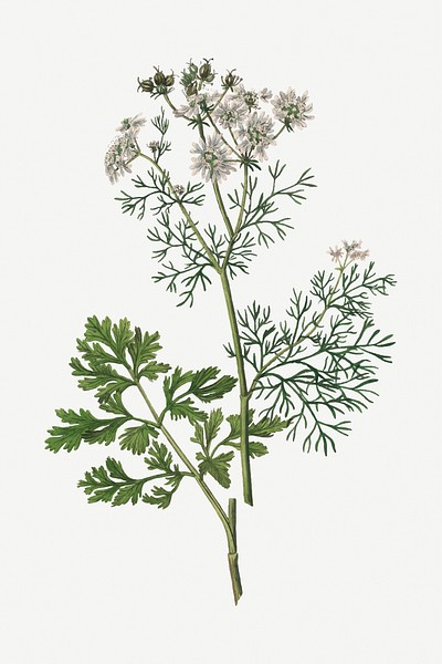 Vector botanical coriander plant illustration | Premium Vector ...