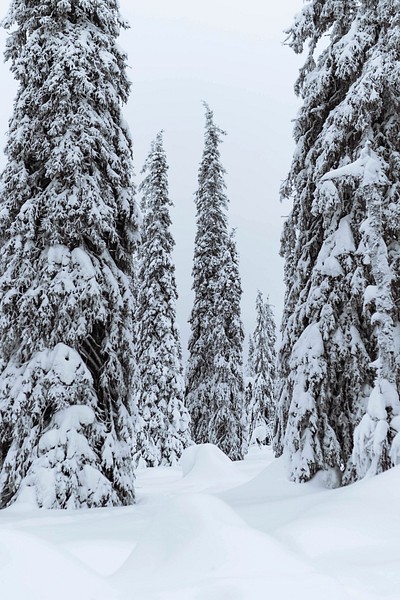 Spruce trees covered snow Riisitunturi | Free Photo - rawpixel