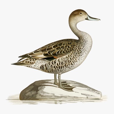 Northern Pintail (Anas(dafila) acuta) illustrated | Premium PSD - rawpixel
