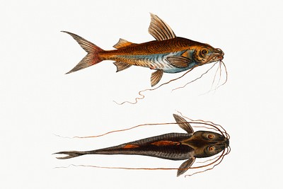1. Longbearded (Silurus Clarias) 2. | Free Photo Illustration - rawpixel