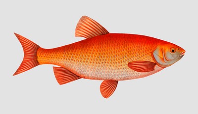 Vintage illustration Orf (Cyprnus Orfus) | Premium PSD - rawpixel