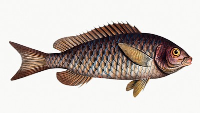 Great-scaled Bodian (Bodianus macrolepidotus) Ichtylogie, | Free Photo ...