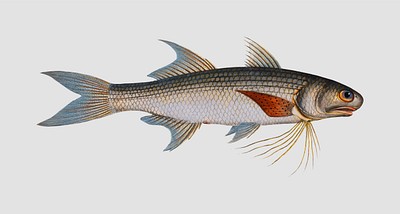 Kalamin (Polynemus plebeius) Ichtylogie, ou | Free Photo Illustration ...