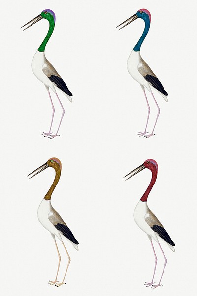 Colorful long-legged wading bird vintage | Premium PSD - rawpixel