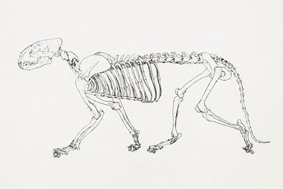 Tiger Skeleton, Lateral View (Study | Free Photo Illustration - rawpixel