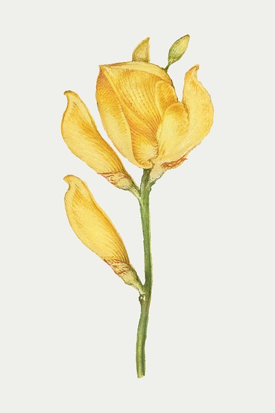 Hand drawn Spanish broom flower | Premium PNG Sticker - rawpixel