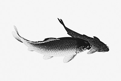 Gray carp fish design element | Premium Photo - rawpixel