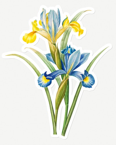 Iris flower sticker overlay design | Premium PNG Sticker - rawpixel