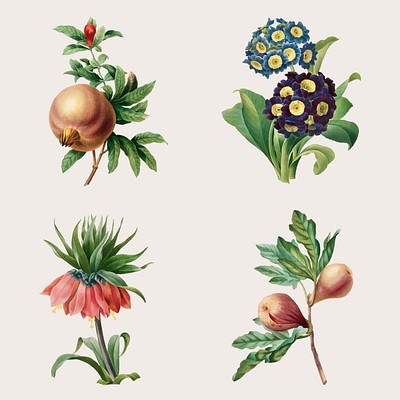 Vintage flower and fruit vector | Premium Vector - rawpixel