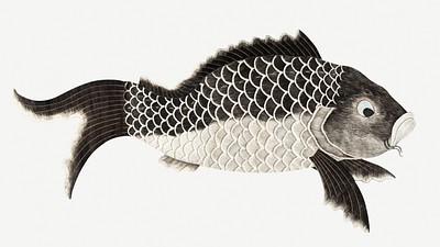 Carp fish embroidered clothing png, | Premium PNG Sticker - rawpixel