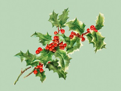 Festive holly leaves transparent png | Premium PNG Sticker - rawpixel