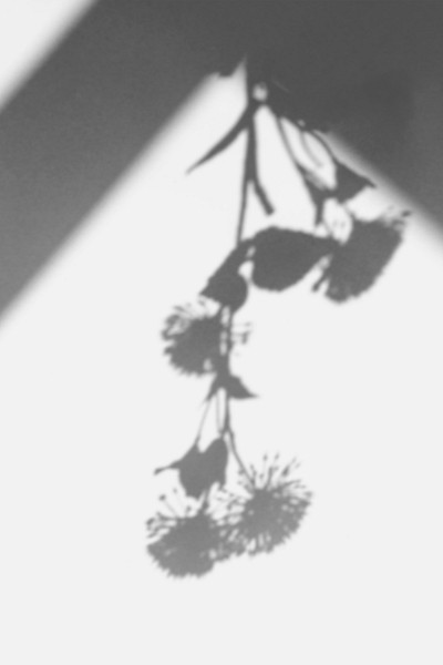 Shadow of hanging flower on white | Premium PSD - rawpixel
