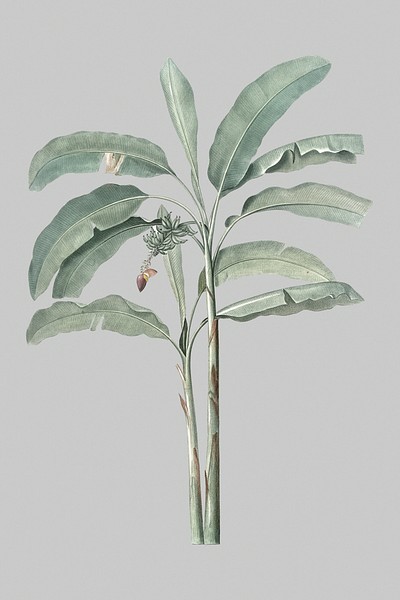 Hand drawn banana tree design | Premium PNG Sticker - rawpixel