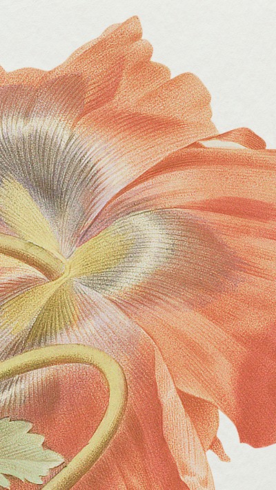 Phone wallpaper poppy background, remixed | Free Photo - rawpixel