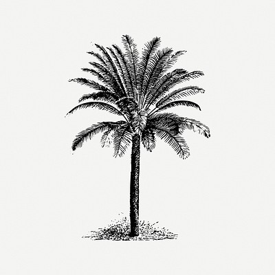 Palm tree collage element psd. | Free PSD - rawpixel