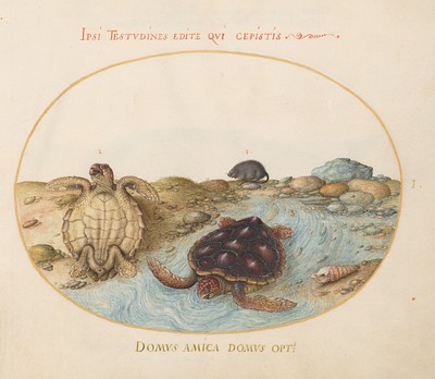 Turtles, Muskrat, and Shells (1575–1580) | Free Photo Illustration ...