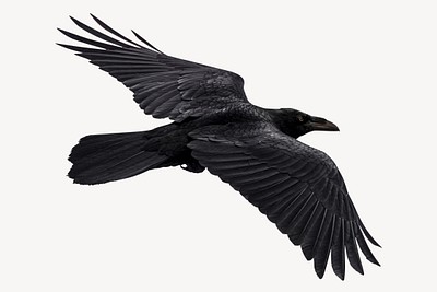 Png flying Raven bird sticker, | Free PNG - rawpixel