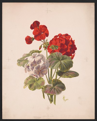 Geranium (1874) high resolution L. | Free Photo Illustration - rawpixel