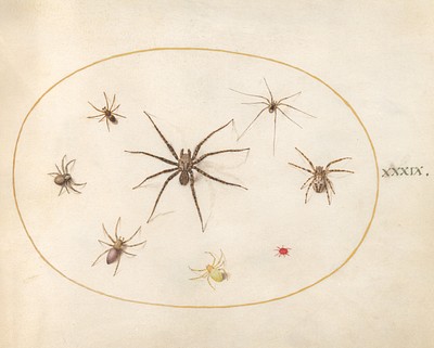 Eight Spiders (1575–1580) painting high | Free Photo Illustration ...