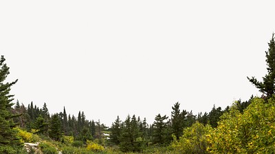 Pine forest png border, nature | Free PNG - rawpixel