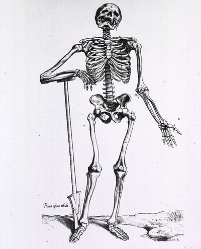 Human skeleton vintage drawing. | Free Photo Illustration - rawpixel