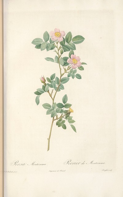 Montezuma Rose Les Roses (1817–1824) | Free Photo Illustration - rawpixel