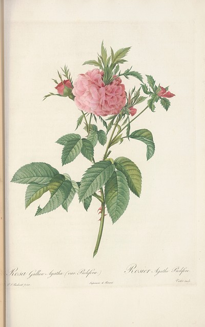 Agatha rose, also known as | Free Photo Illustration - rawpixel