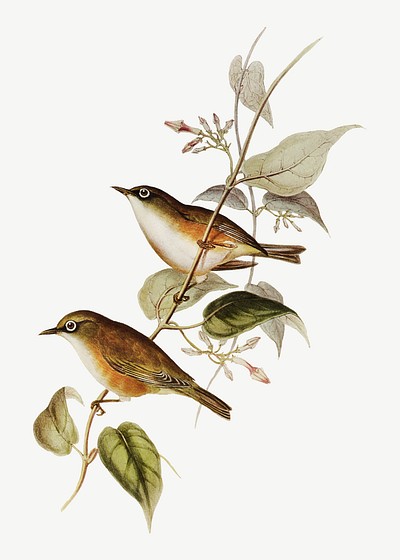 White-breasted Zosterops (Zosterops albogularis) illustrated | Free ...