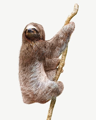 Sloth collage element psd | Premium PSD - rawpixel