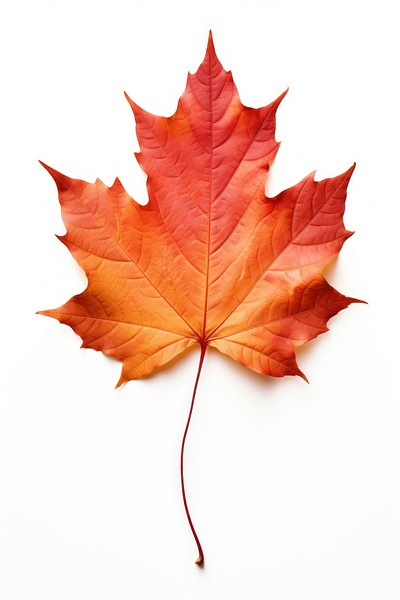Leaves maple plant leaf. | Free Photo - rawpixel